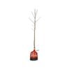 Plant Apple Ballerina Maypole - Bunnings New Zealand