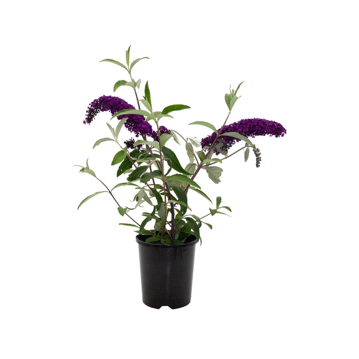 140mm Butterfly Bush Royal Red - Buddleia Davidii - Bunnings Australia
