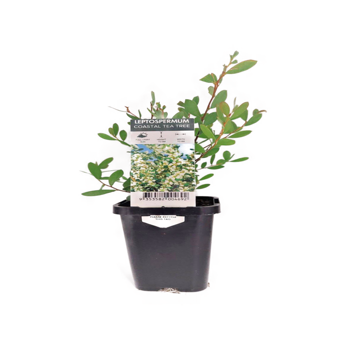 68mm Coastal Tea Tree - Leptospermum laevigatum - Bunnings Australia