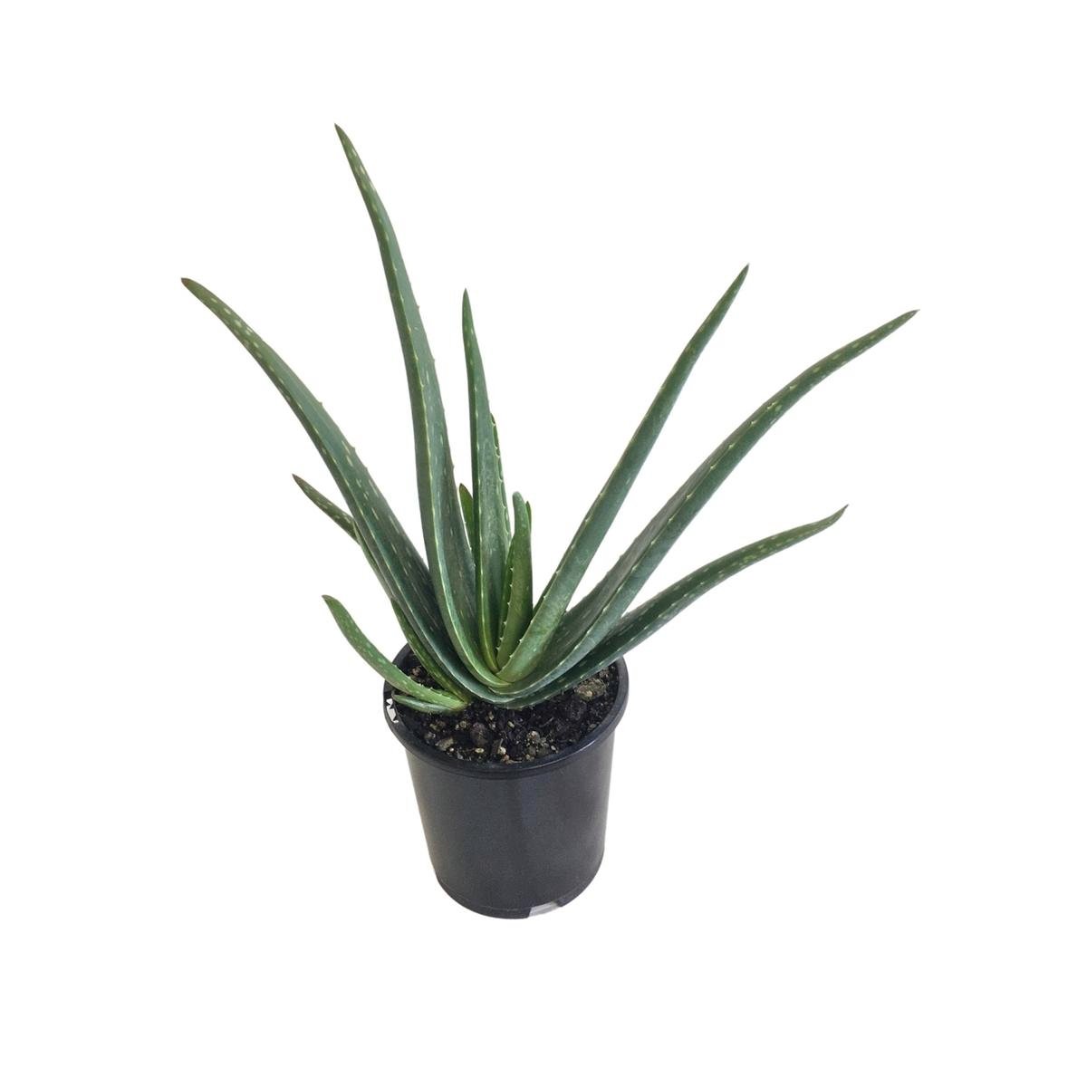 1.3L Aloe Vera - Aloe barbadensis Miller - Bunnings New Zealand