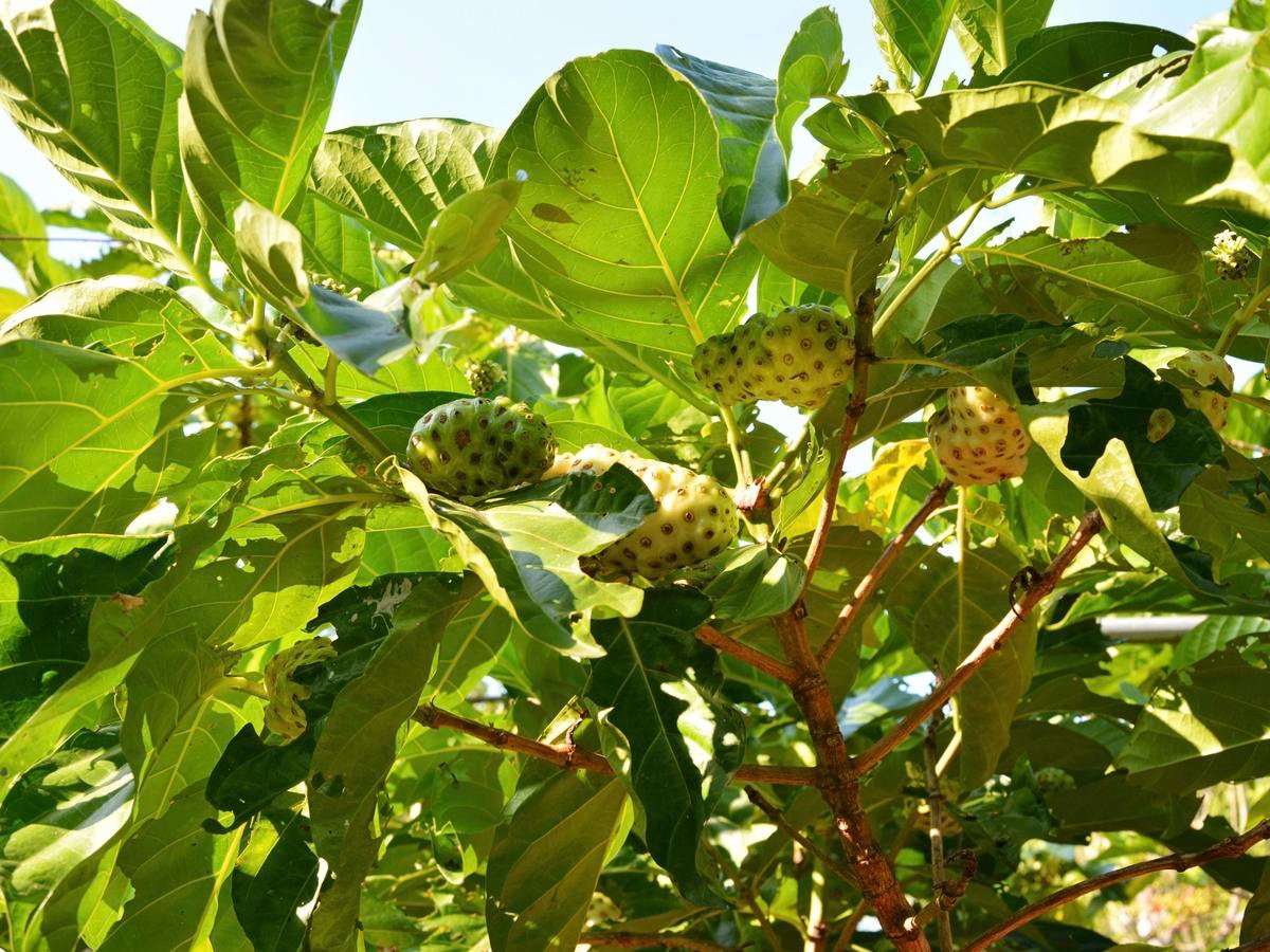 Noni Fruit Tree Morinda Citrifolia NONI FRUIT TREE | SUMMER HIBISCUS
