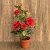 UN-REAL 54cm Red Rose Artificial Plant - Bunnings Australia