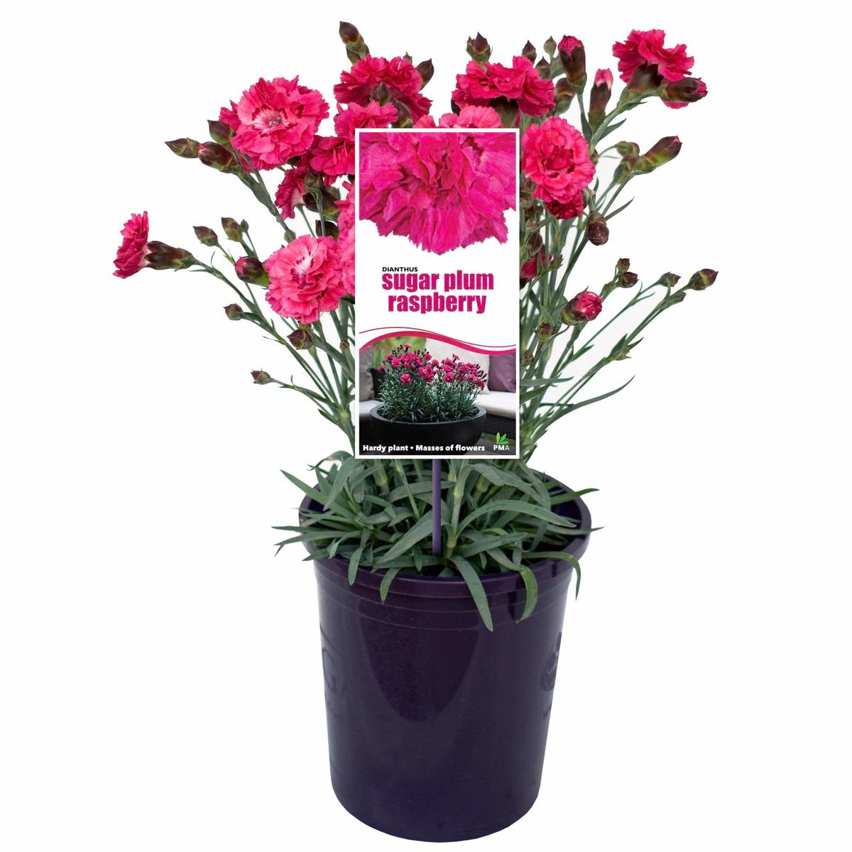 140mm Dianthus Sugar Plum Raspberry - Dianthus hybrid - Bunnings Australia