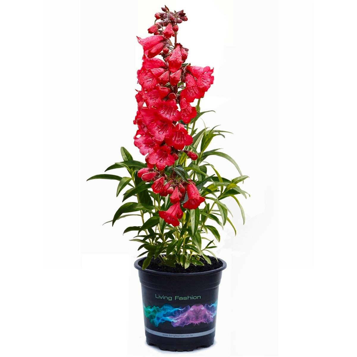 1.5L Cha Cha Cherry - Penstemon - Bunnings New Zealand