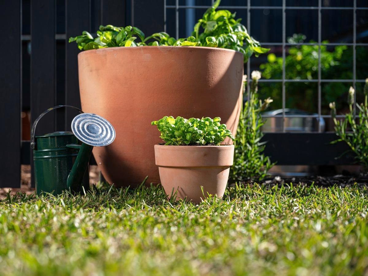 Patch To Plate: Basil - Bunnings Australia