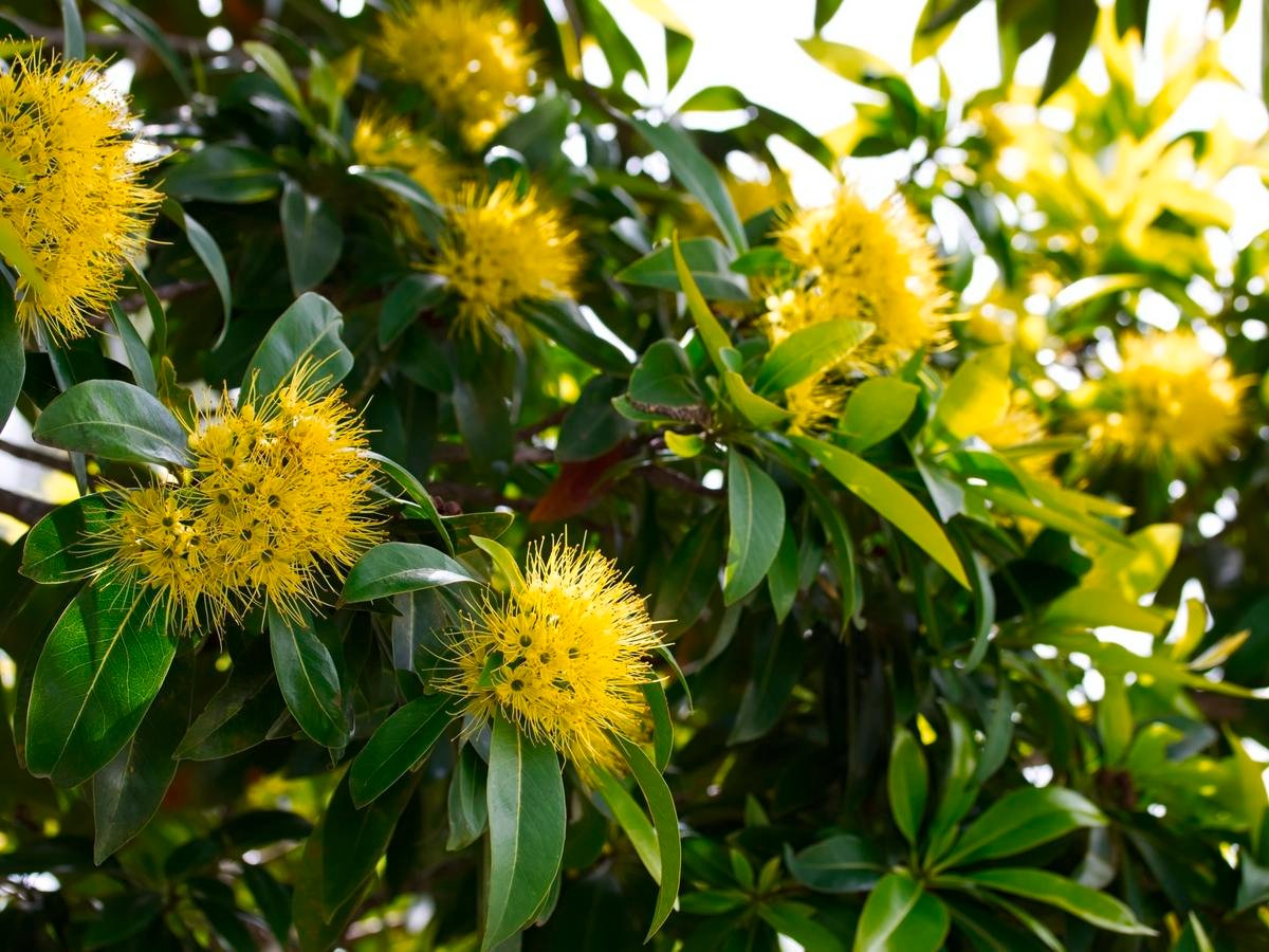 How To Grow A Golden Penda - Bunnings Australia