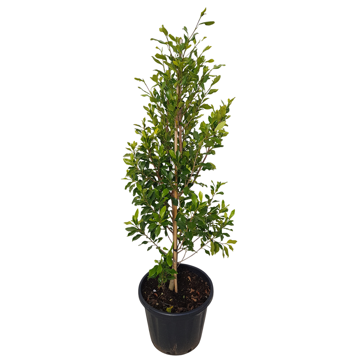 30L Ficus Tuffy - Bunnings New Zealand