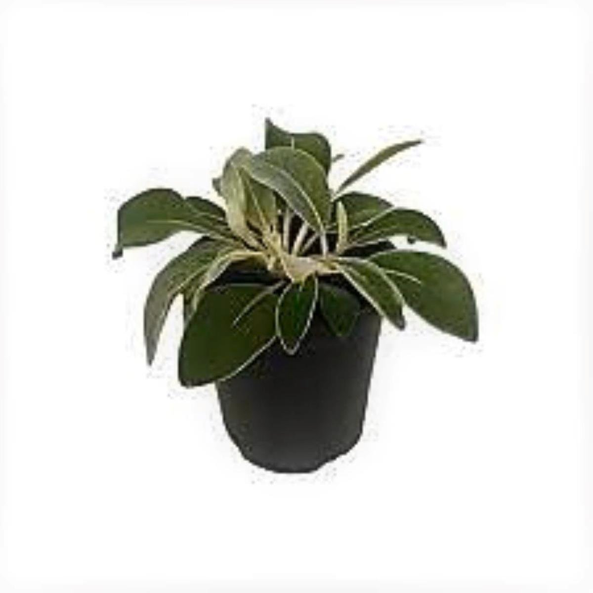 150mm Marlborough Rock Daisy - Pachystegia insignis - Bunnings New Zealand