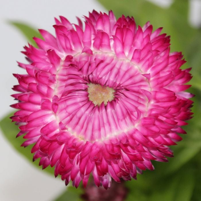 205mm Outback Paper Daisy - Bracteantha mohave - Bunnings Australia