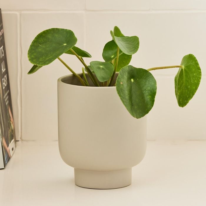 Northcote Pottery 20 x 24cm Stone Lex Pot - Bunnings Australia