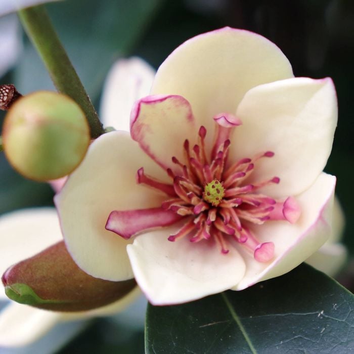 200mm Magnolia White Caviar - Magnolia yunnanensis - Bunnings Australia