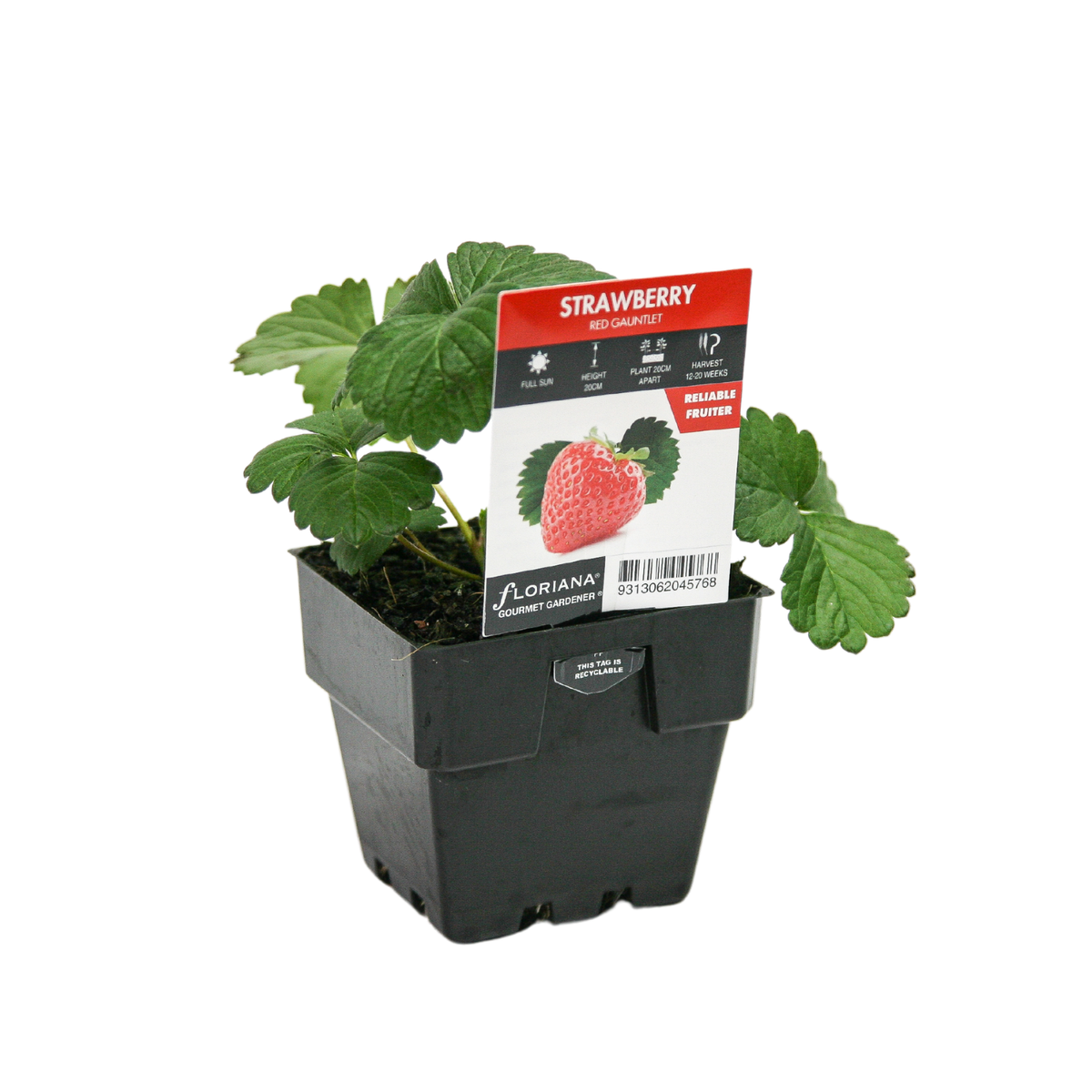 100mm Strawberry Red Gauntlet - Fragaria hybrid - Bunnings Australia
