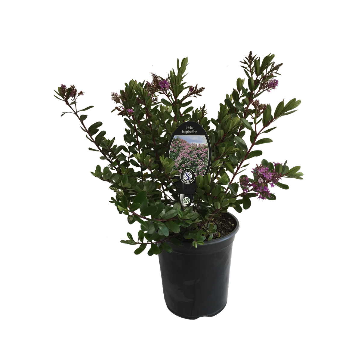 3.5L Hebe Inspiration - Hebe hybrid - Bunnings New Zealand