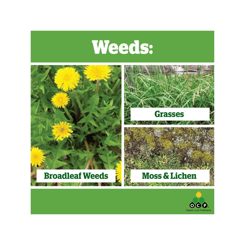 OCP 3L Ready To Use Slasher Eco-Organic Weedkiller - Bunnings New Zealand