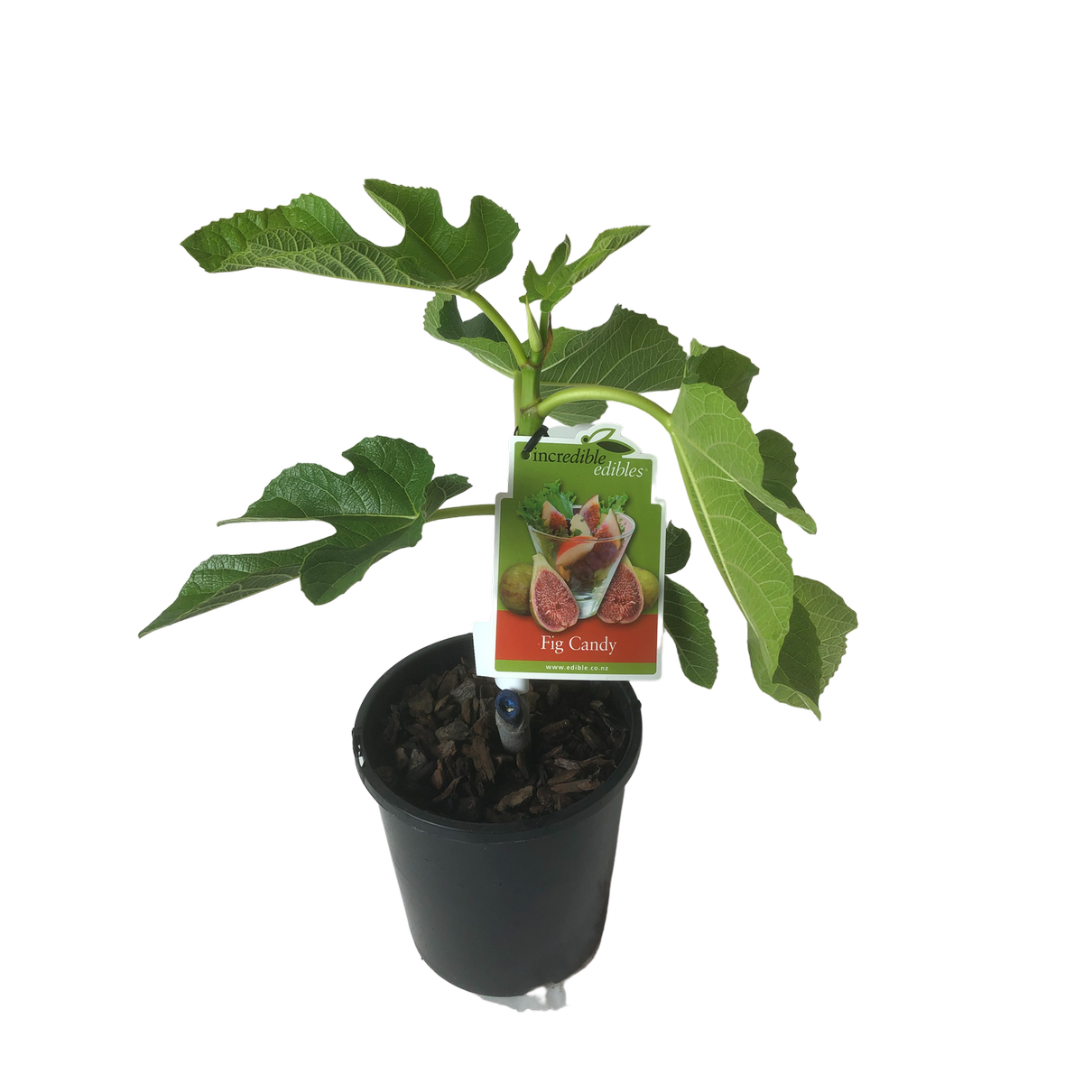 1.9L Fig Candy - Ficus carica Candy - Incredible Edibles Range ...
