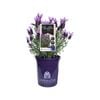 140mm Lavender Blueberry Ruffles - Lavandula hybrid - Bunnings Australia