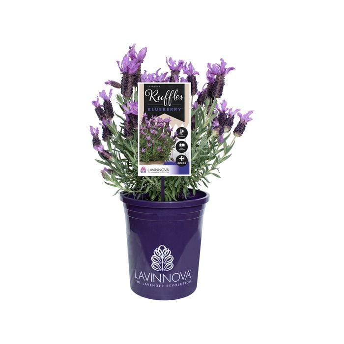 140mm Lavender Blueberry Ruffles - Lavandula hybrid - Bunnings Australia