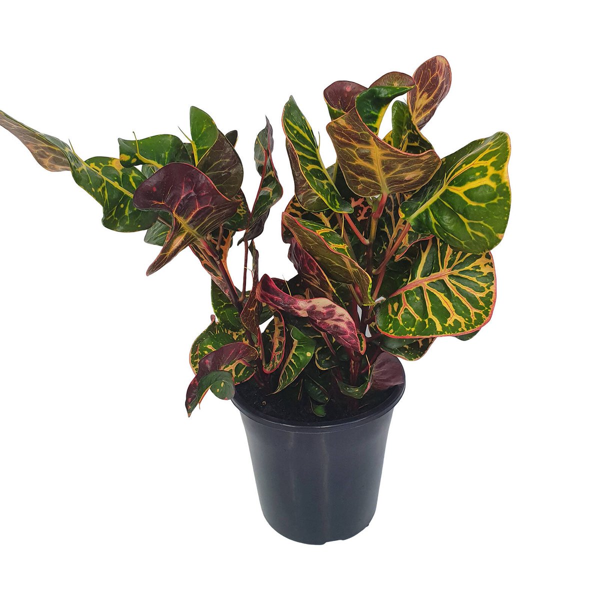 125mm Exotic Beauty - Croton Codiaeum variegatum - Bunnings Australia