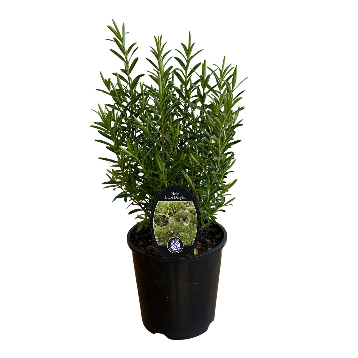 3.5L Hebe Otari Delight - Hebe diosmifolia - Bunnings New Zealand