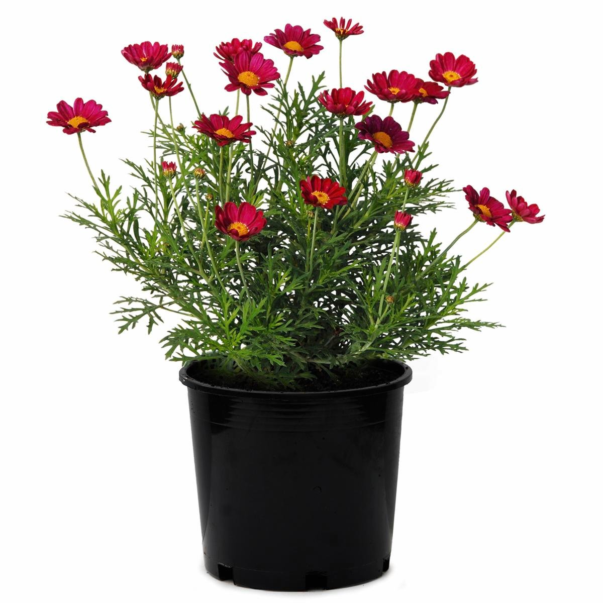 2.5L Federation Daisy Starlight Red - Argyranthemum frutescens ...
