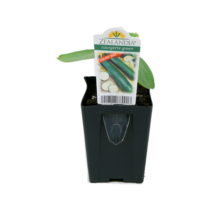 7cm Courgette Green - Zucchini - Bunnings New Zealand