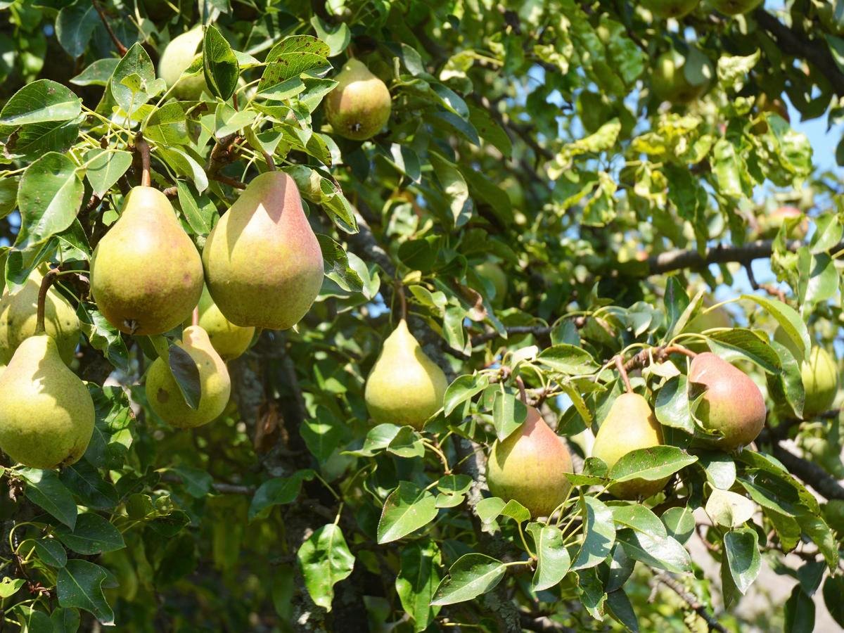 How To Grow A Pear Tree - Bunnings Australia