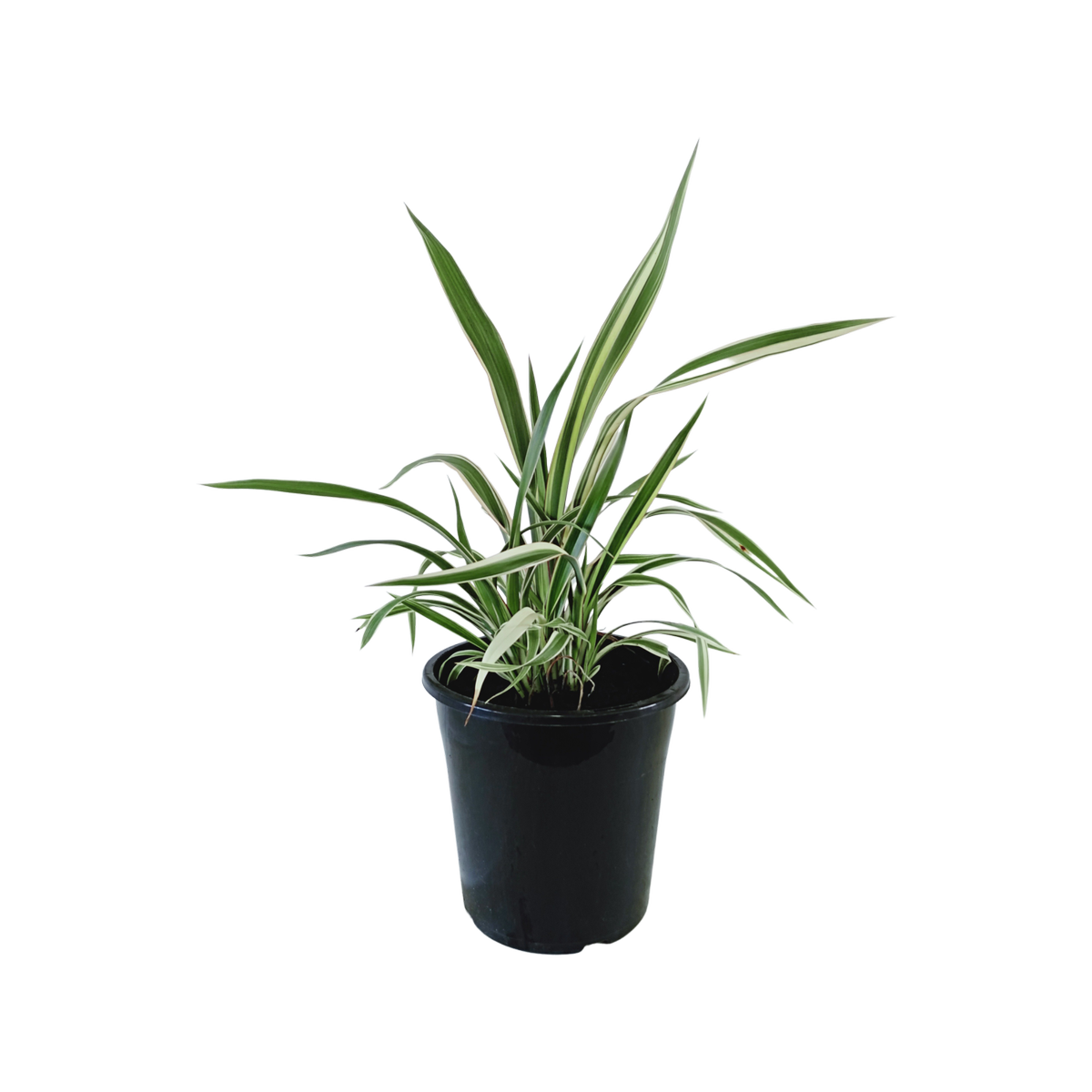 180mm Lemon Spritzer Flax - Phormium tenax - Bunnings Australia