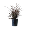 180mm Phormium Sweet Mist - Phormium tenax - Bunnings Australia