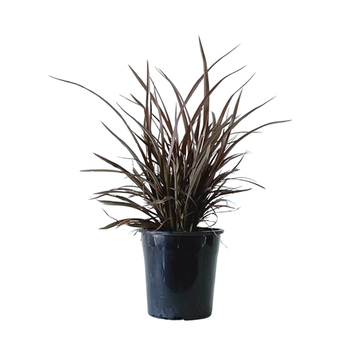 180mm Phormium Sweet Mist - Phormium tenax - Bunnings Australia