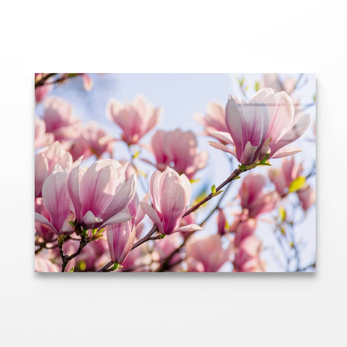 Magnolia Tree Pink Blossom Print 100% Australian Made 90 x 60cm ...
