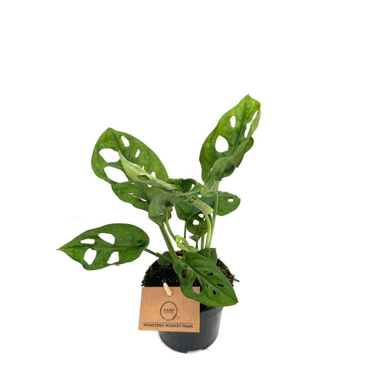 95mm Monstera Monkey Mask - Monstera adansonii - Bunnings Australia