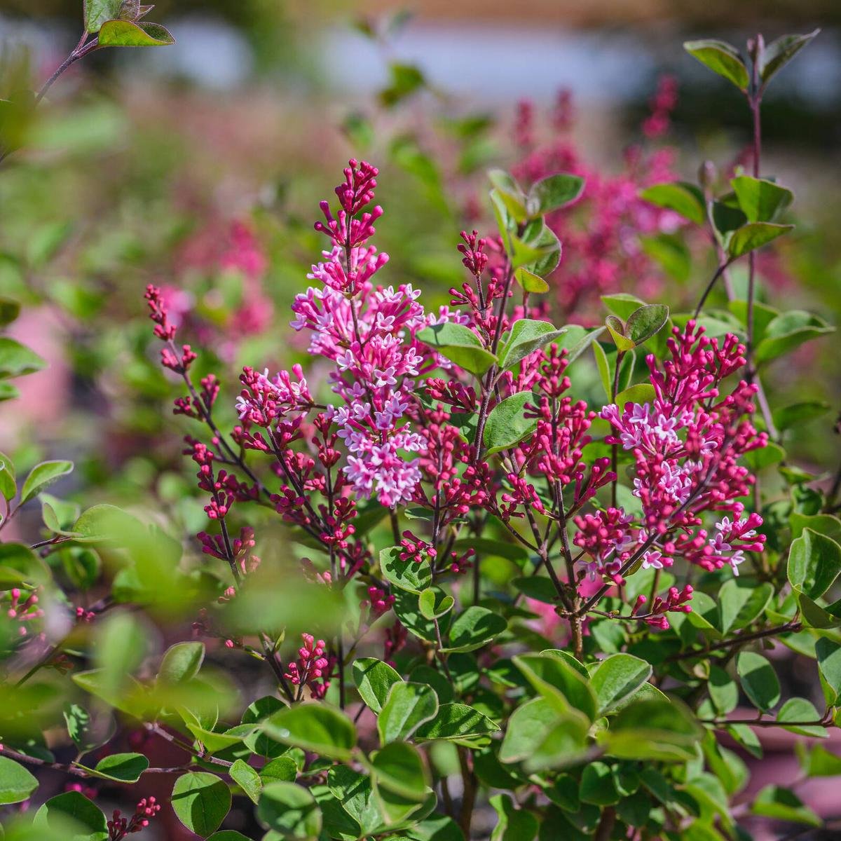 200mm Bailbelle Tinkerbelle Lilac - Syringia microphylla - Bunnings ...