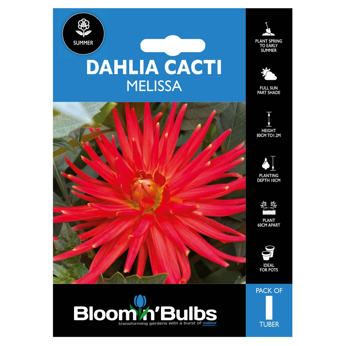 Bloomin Bulbs Dahlia Cacti Melissa - Dahlia hybrid - Bunnings Australia