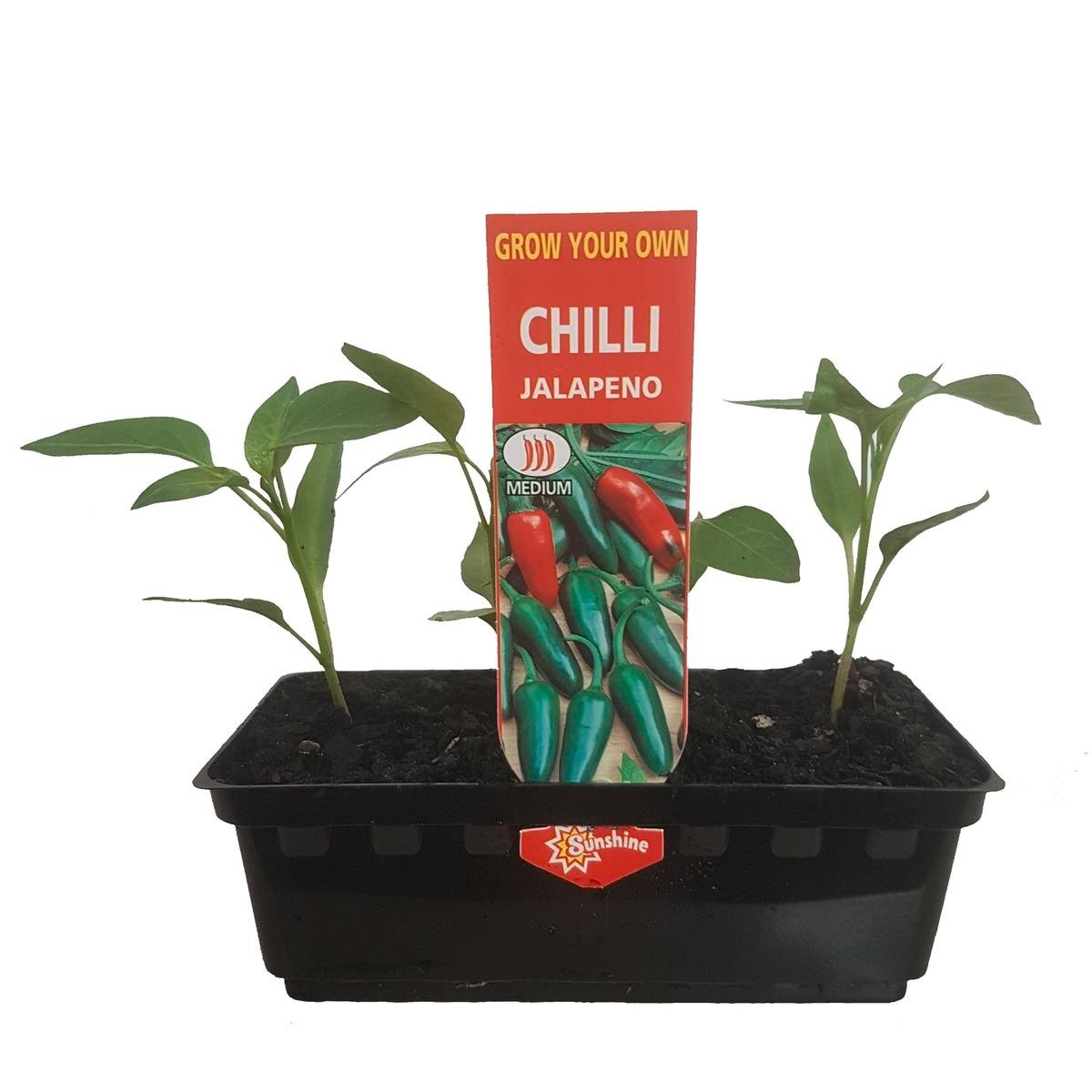 Chilli Jalapeno Punnet - Capsicum annuum - Grow Your Own Range ...
