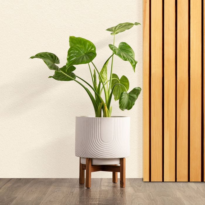Astin Sinclair 340 x 430mm Grey Ceramic Indoor Pot With Stand ...