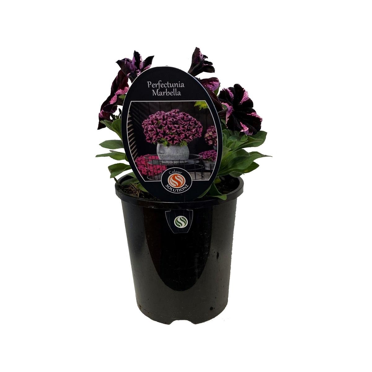 1.5L Petunia - Perfectunia marbella - Bunnings New Zealand