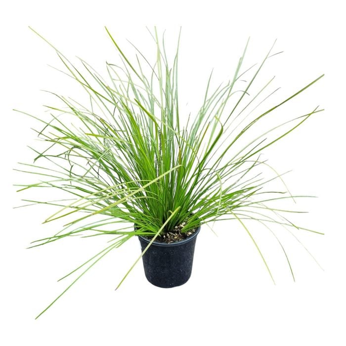 4L Tanika Grass - Lomandra Tanika - Bunnings New Zealand