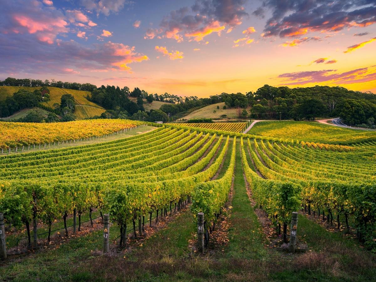 How To Grow And Care For Grapevines - Bunnings New Zealand