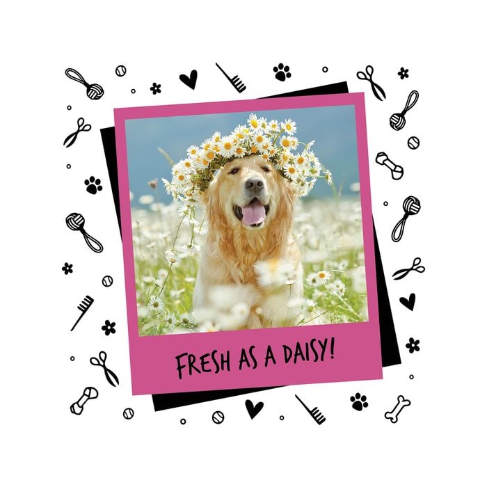 Bugalugs 200ml Baby Fresh Dog Cologne - Bunnings Australia