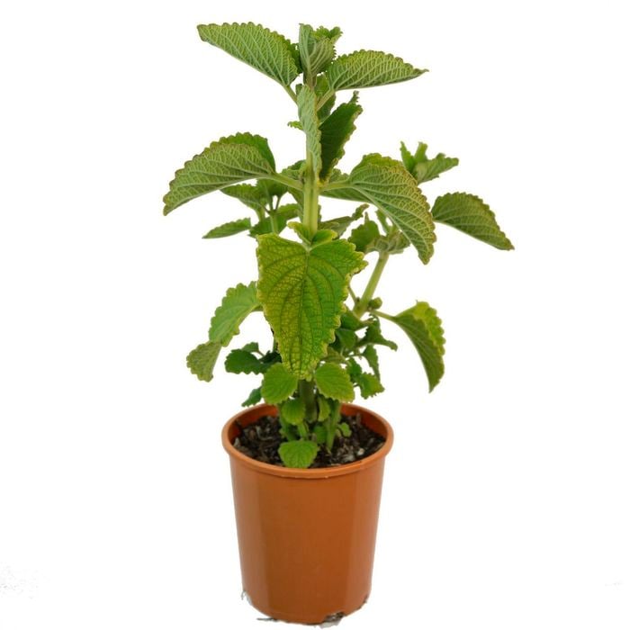 140mm Bush Basil - Plectranthus graveolens - Bunnings Australia