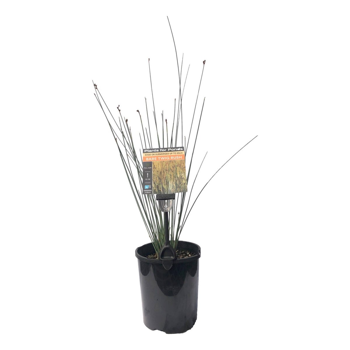 Plants for Ponds - 125mm Bare Twig Rush - Bunnings Australia