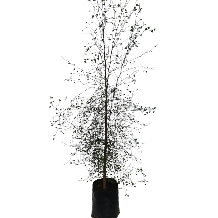 2.5L Shrubby Tororaro - Muehlenbeckia astonii - Bunnings New Zealand