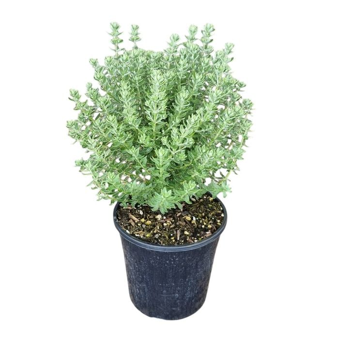 Bunnings New Zealand