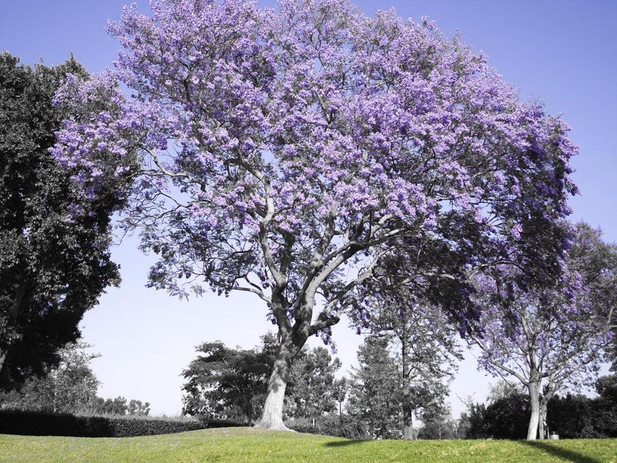 How To Grow And Care For A Jacaranda Tree - Bunnings Australia