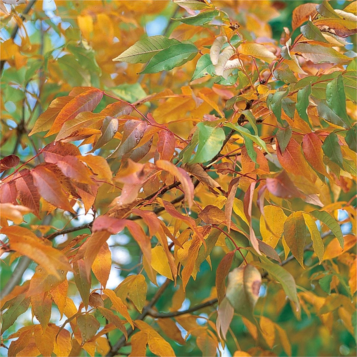 Bagged Fraxinus Pennsylvanica Cimmzam Cimmaron Arsh - Bunnings Australia