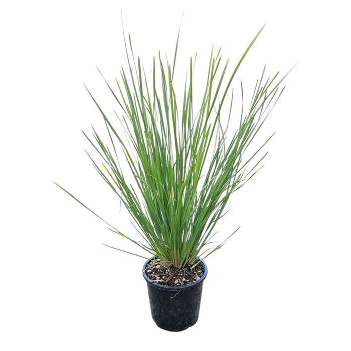 1.3L Nyalla Grass - Lomandra Nyalla - Bunnings New Zealand