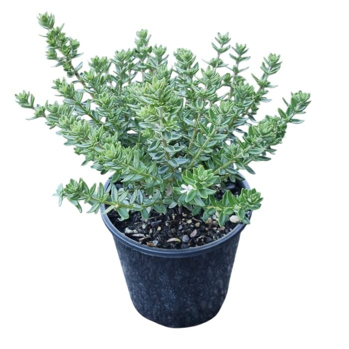 2L Coastal Rosemary Grey Box - Westringia fruticosa Grey Box - Bunnings ...