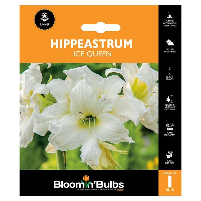 Bloomin' Bulbs Hippeastrum Ice Queen - Hippeastrum hybrid - Bunnings ...