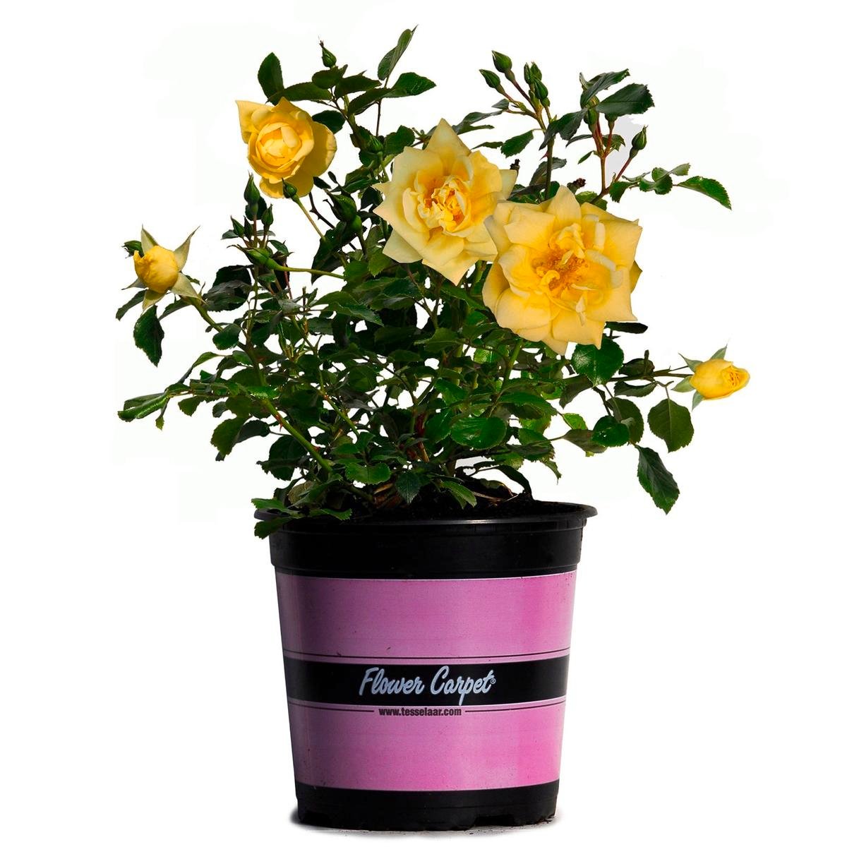 17cm Rose Flower Carpet Gold - Rosa noaschnee - Bunnings New Zealand