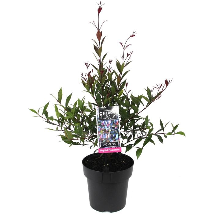 180mm Lilly Pilly - Acmena smithii 'Cherry Black' - Bunnings Australia